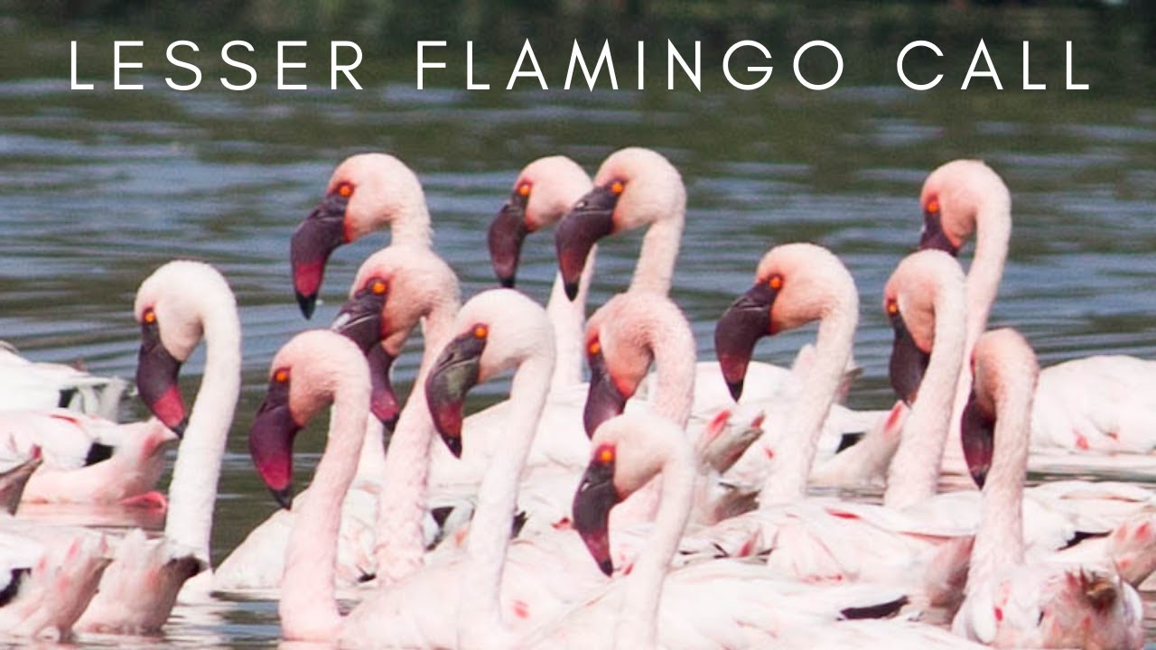 Lesser Flamingo Call - YouTube