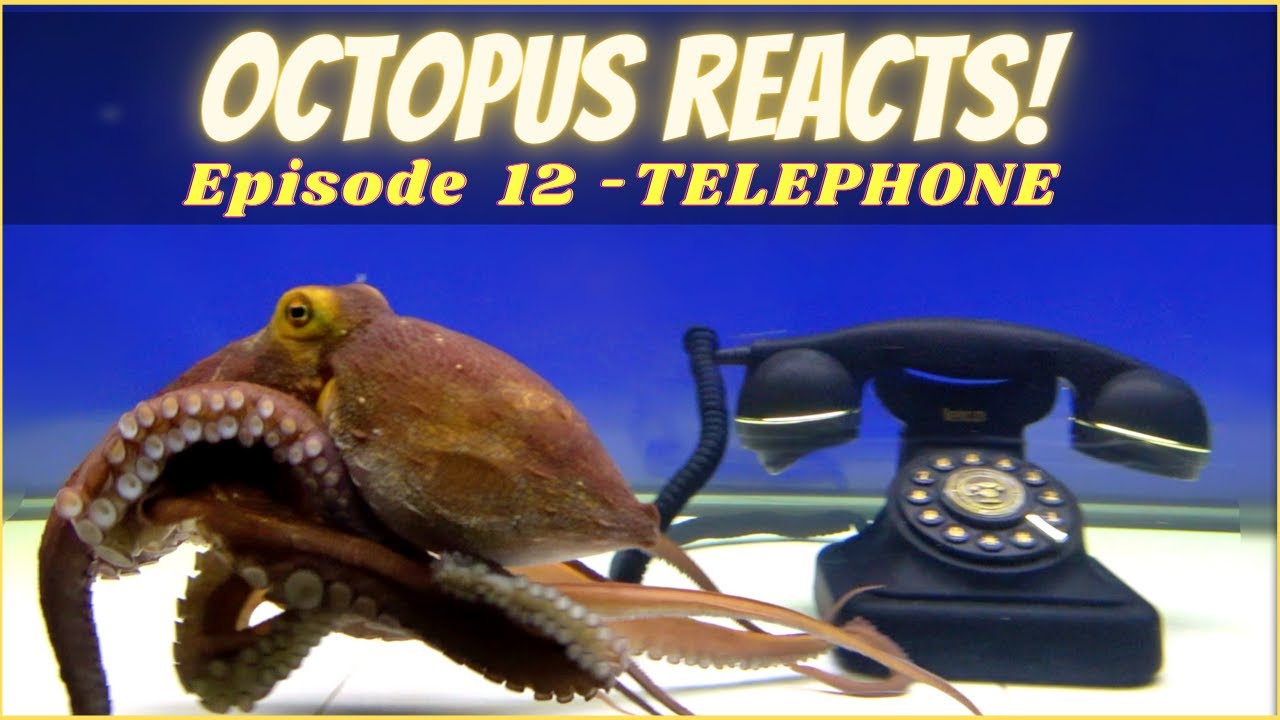 Octopus Reacts to Telephone - Episode 12 - YouTube