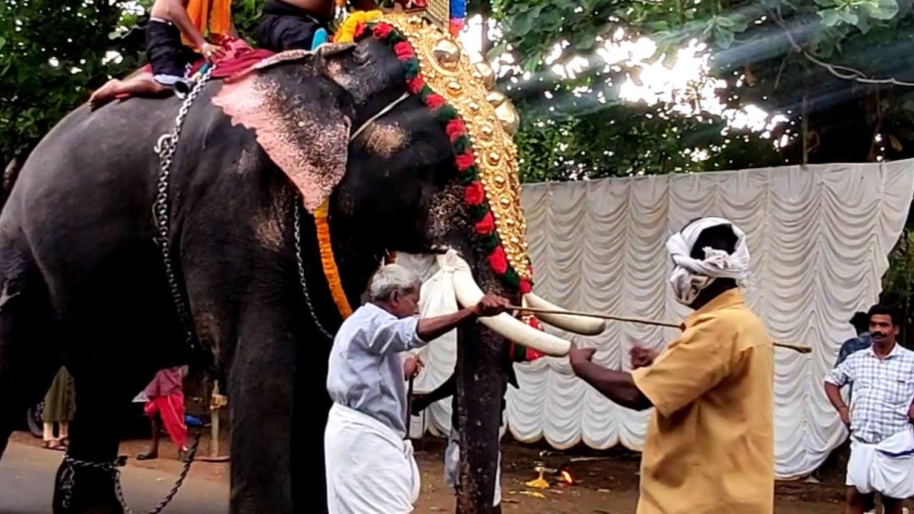 ഇപ്പൊ തോട്ടിക്ക് നല്ലത് കിട്ടിയേനെ | Aanayadi Appu and Kavadiyar ...