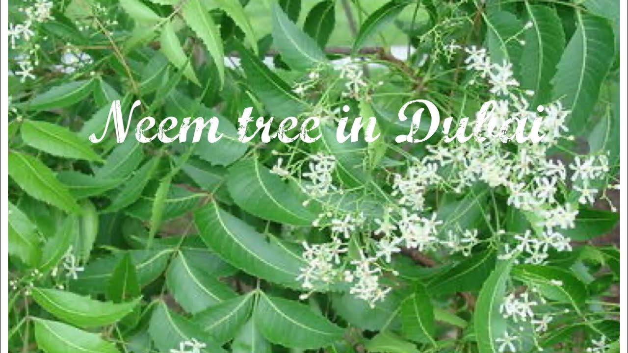 Neem trees in Dubai - YouTube