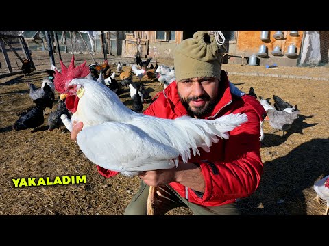 🐔 Horoz & Tavuk Yakalama 3! 😆 | Folluklardan Yumurta Topladım 🥚 | Tavuklara Bilezik | Çiftlik İşleri