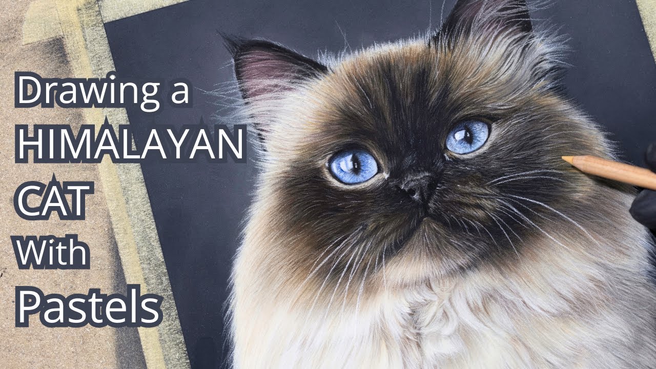 Drawing Himalayan Cat with Pastels - YouTube