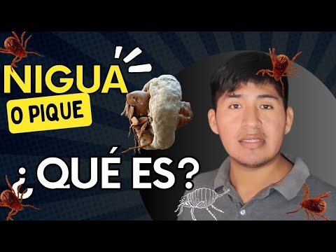 ¿Qué es un Nigua o Pique? - YouTube