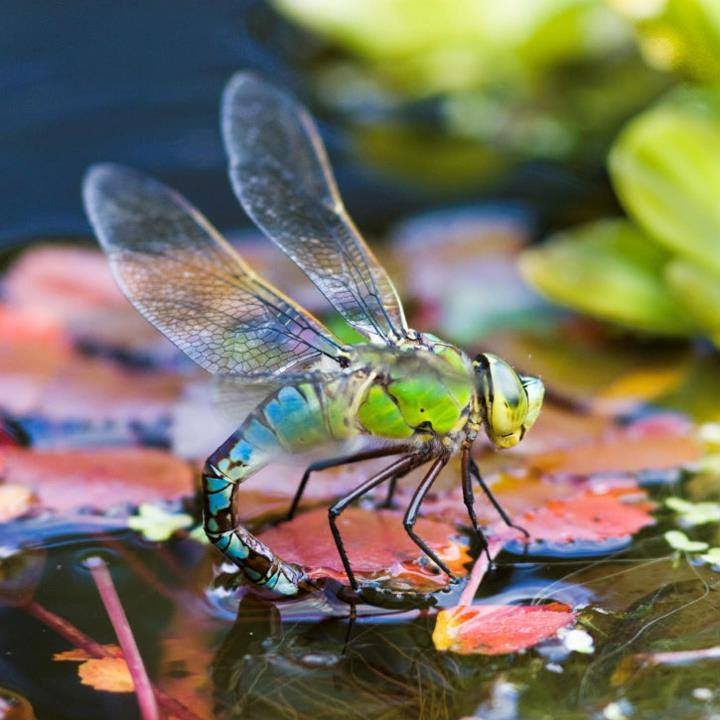 The colorful world of insects - YouTube