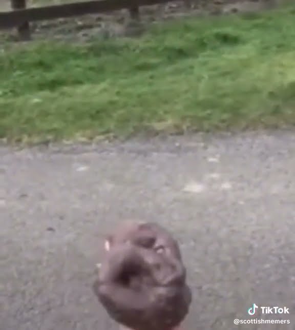 Jobby on a stick - YouTube