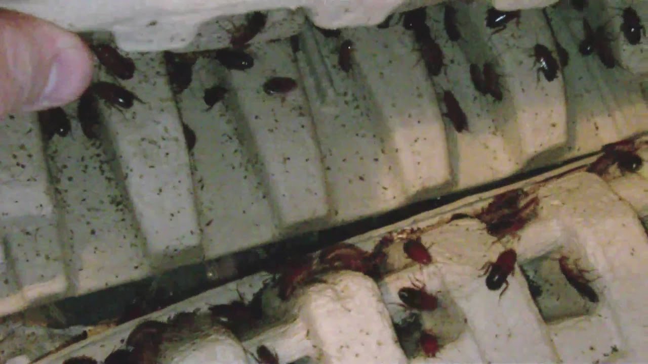 turkistan roaches - YouTube