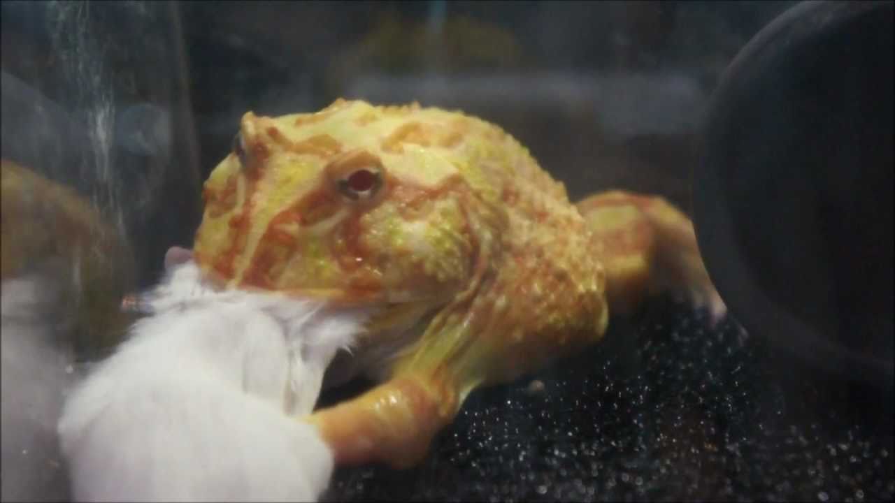 Pacman Frog eating a mouse 2011-05-15 黃金餵食.wmv - YouTube