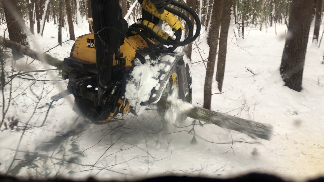 Ponsse H8 Cutting White Pine and Hardwood - YouTube