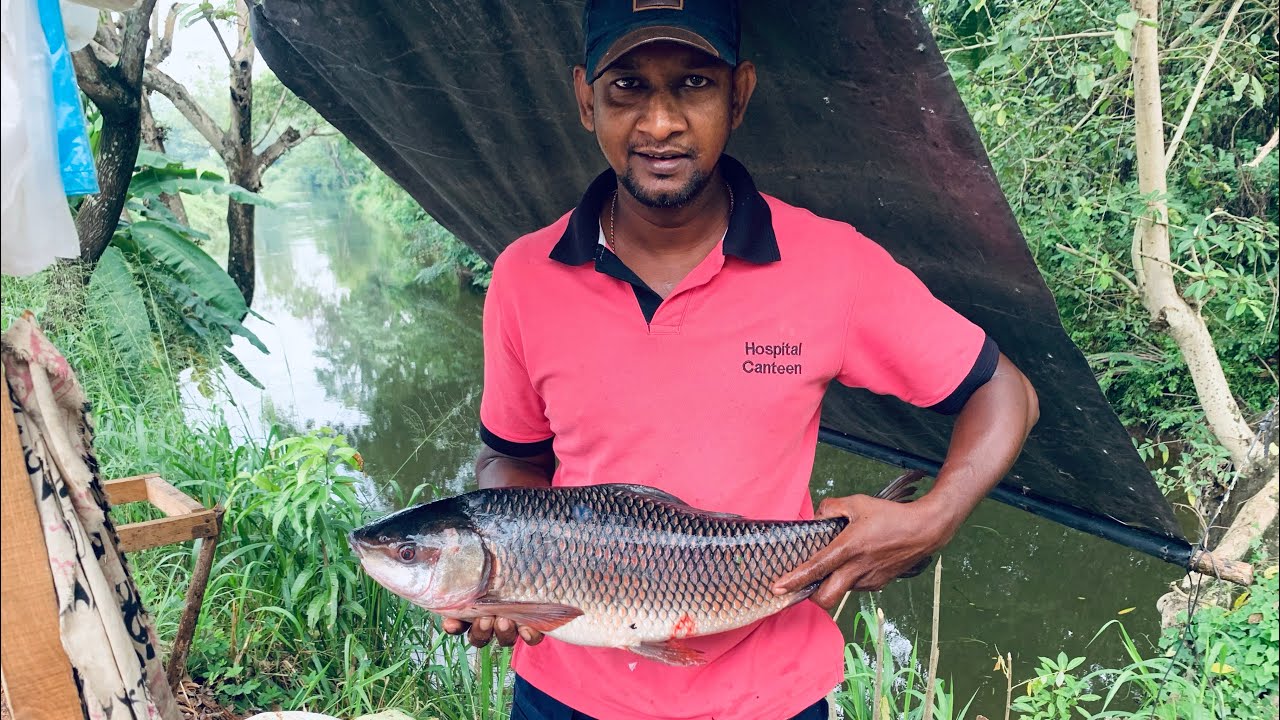 Amazing! Carp fish with eggs|cutting in beautiful location - YouTube
