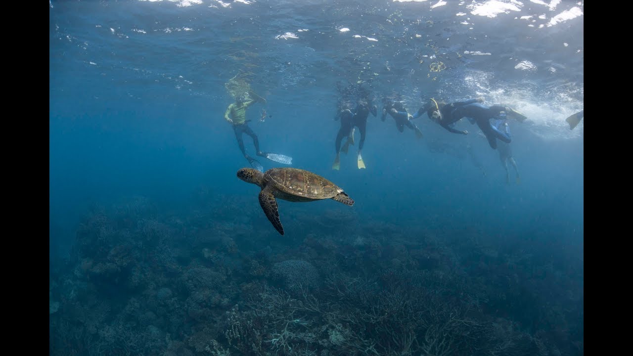 Turtle - Coral Bay - Jul 11 - YouTube