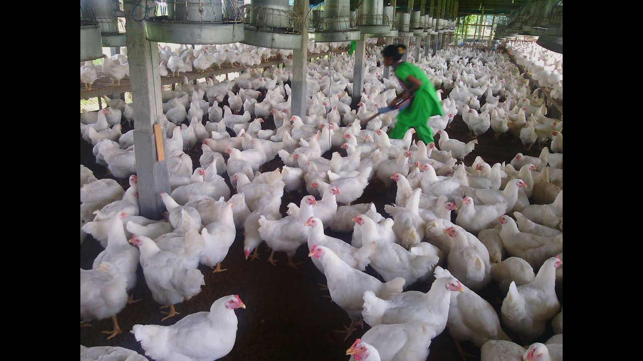 পোল্ট্রি ফার্ম করুন স্বাবলম্বি হউন, How to start poultry farming for ...