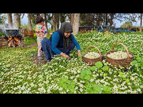 Yükseklerde Köy Hayatı Papatya Hasadı ~ Şifalı Köy Yemekleri Flim Belgeseli