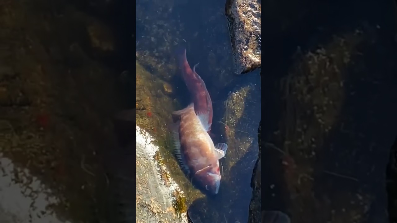 Catching Two Beautiful Cunner Fish 🙏🏻🌊🎣🐟 #fishing #Sealtwater #Offrocks ...
