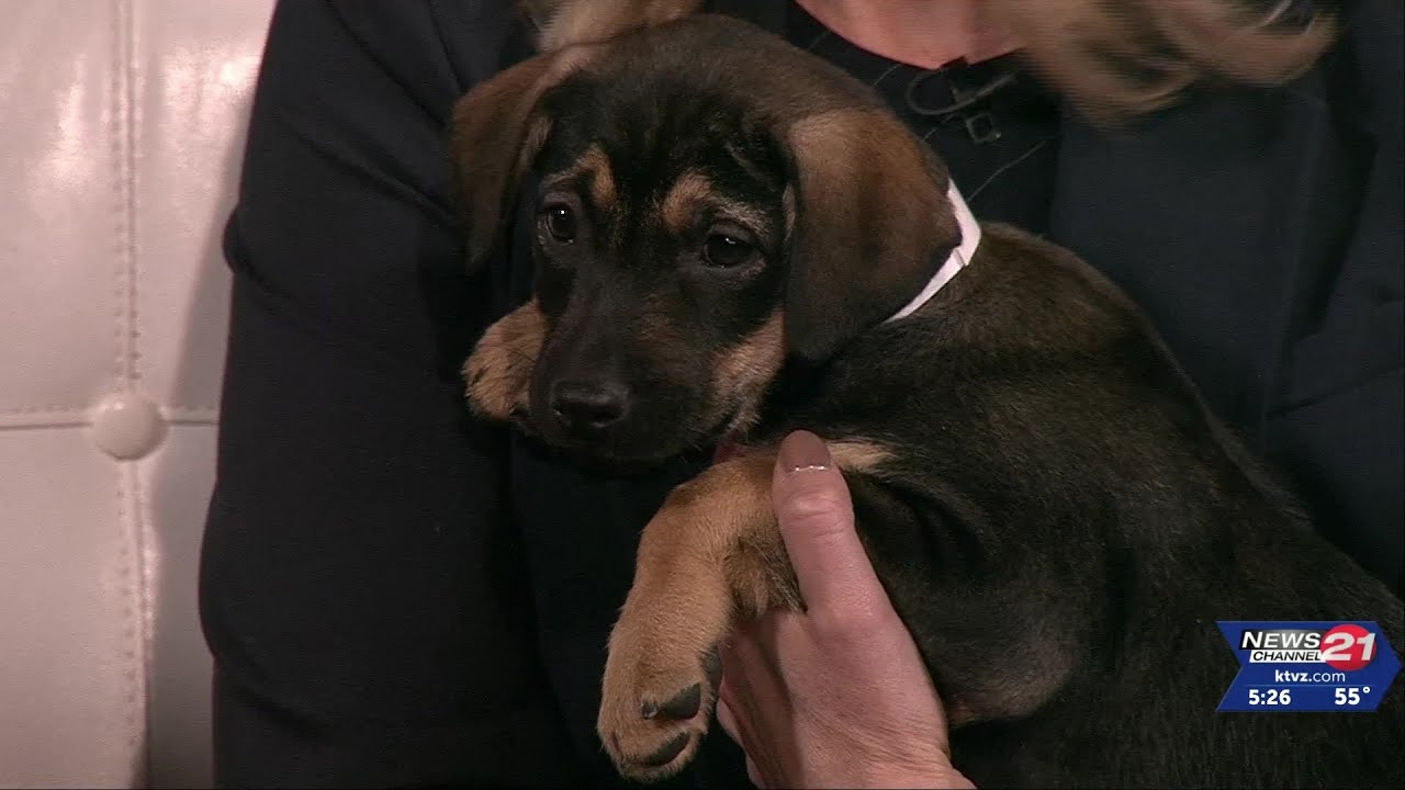 Pet Pals: Ash is a sweet German shepherd mix - YouTube