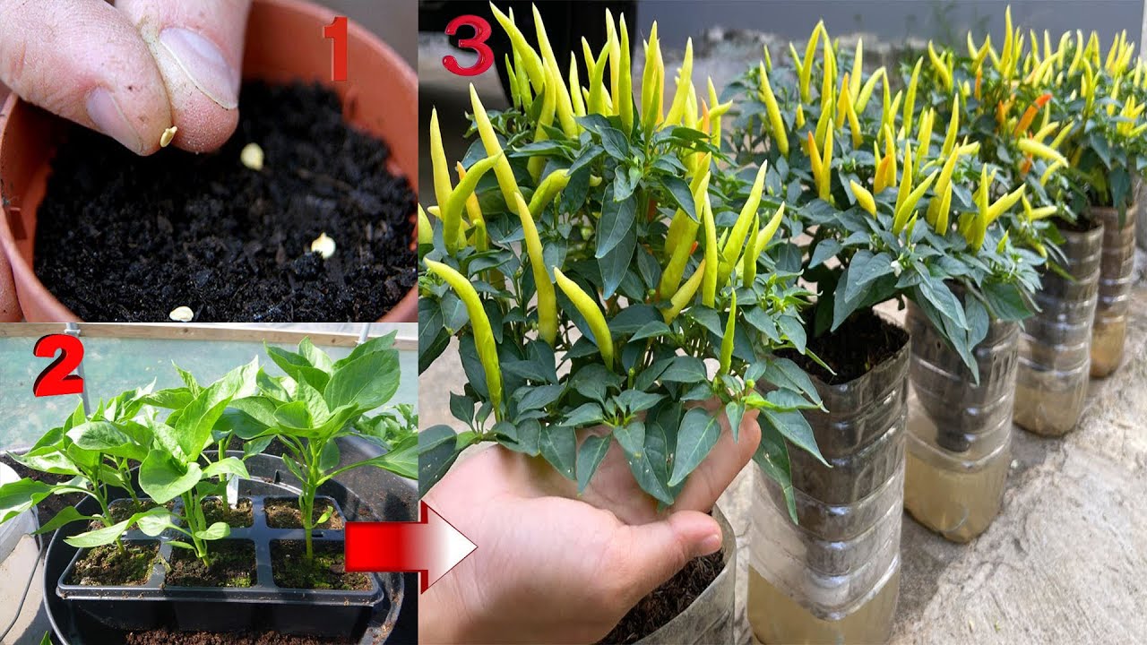 SPECIAL TECHNIQUE - Propagate chili plants by seeds, grow quickly, bear ...