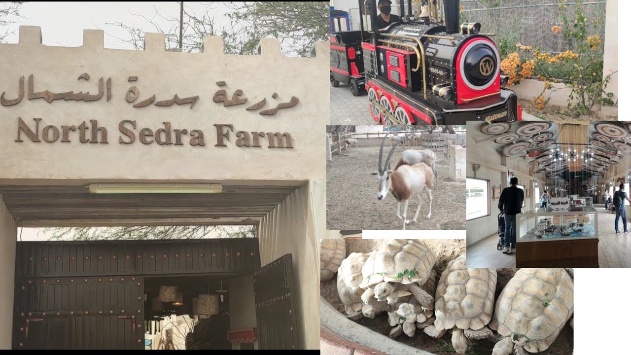 NORTH SEDRA FARMS | EXPLORE QATAR | VLOG - YouTube