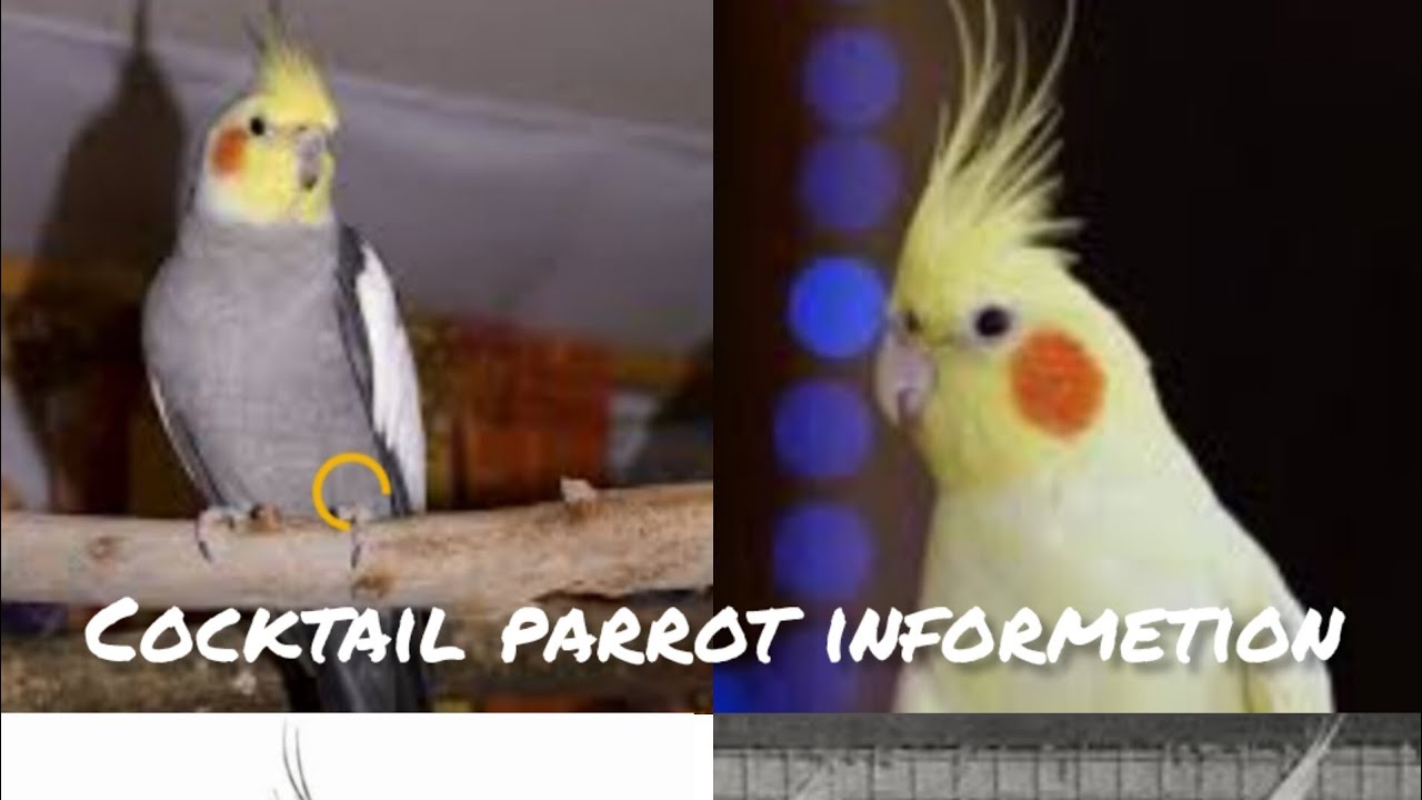 cocktail parrot all informetion👍🏻 - YouTube