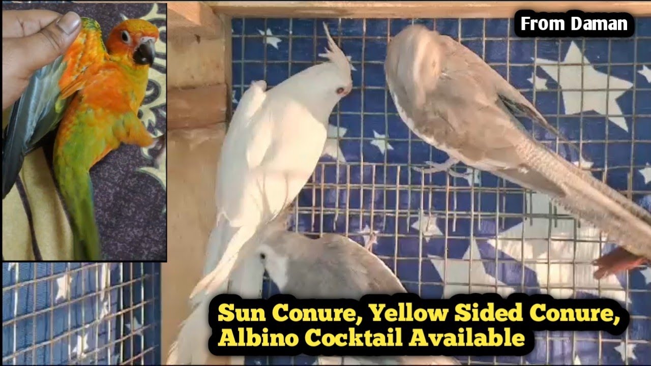Sun Conure, Yellow Sided Conure, Albino Cocktail Available Location ...