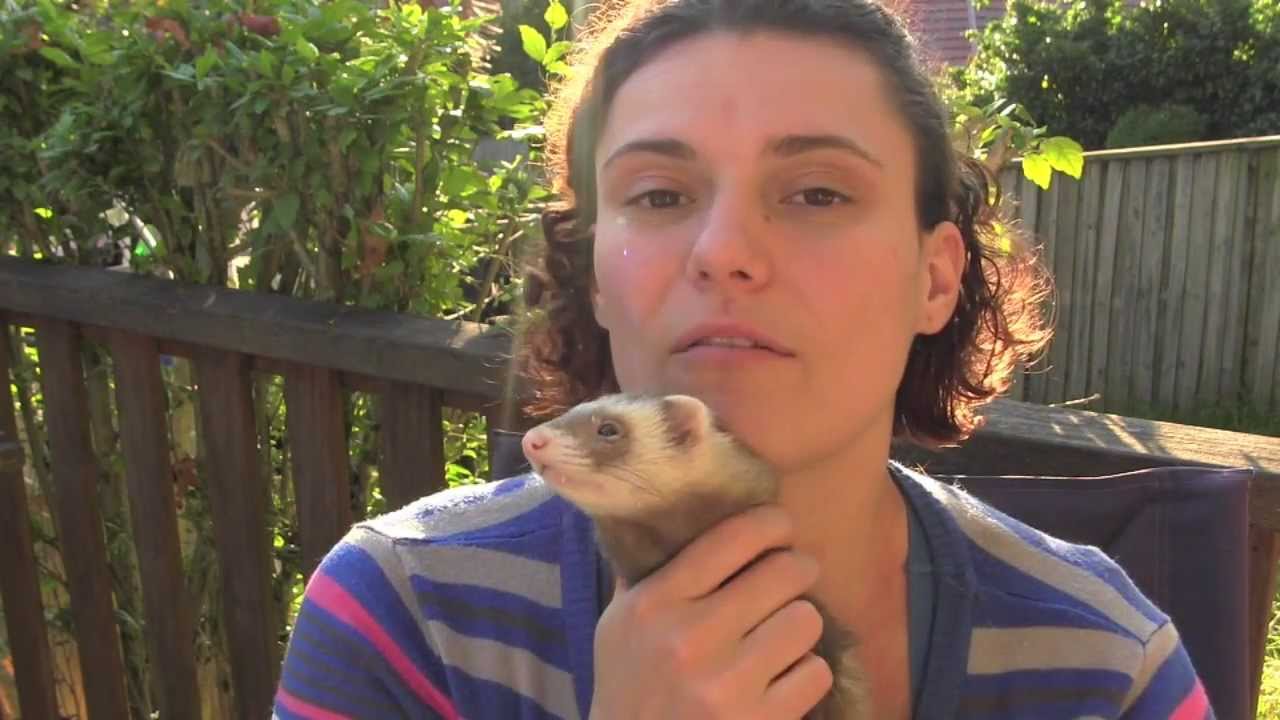 Feeding ferrets a whole raw meat diet - YouTube