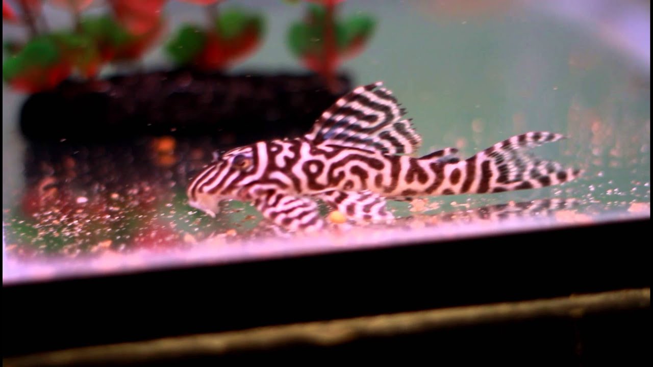 Very High Quality Pleco - L345 - YouTube
