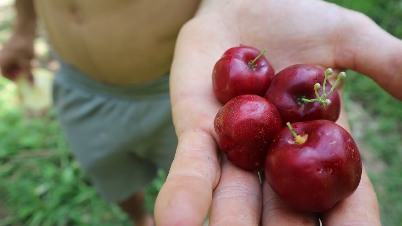 EP73. ACEROLA -- Una de las frutas con mayor contenido de VITAMINA C ...