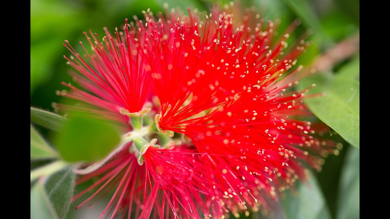 Como Park Zoo & Conservatory's Pollinator Exhibit WEEK 2: More Cool ...