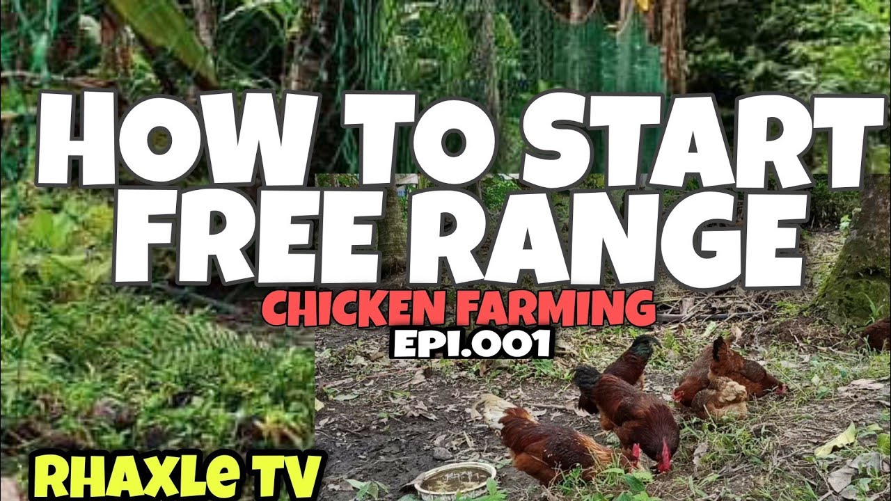 FREE RANGE NET INSTALLATION|#FREE RANGE FARMING|HERITAGE CHICKEN#EP01 ...