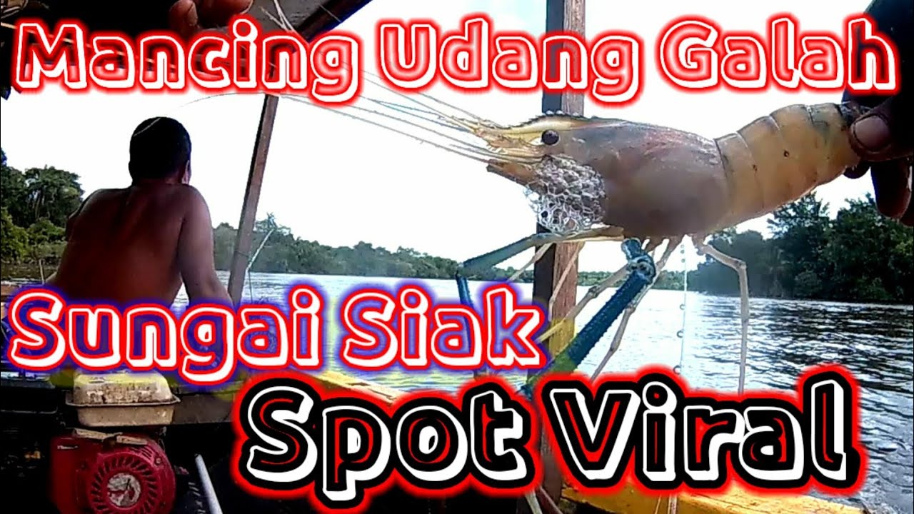 Mancing Udang Galah Strike Bertubi tubi di Spot Viral - YouTube