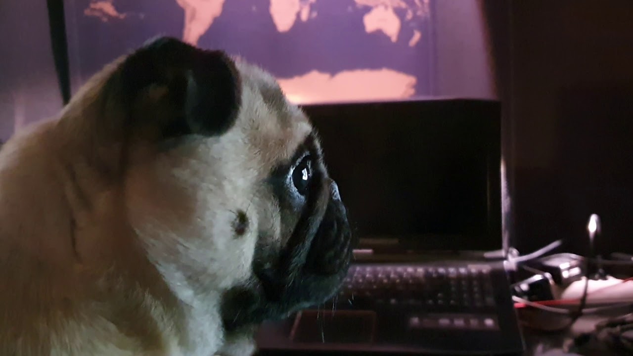 Movie night with Kevin the Pug. - YouTube