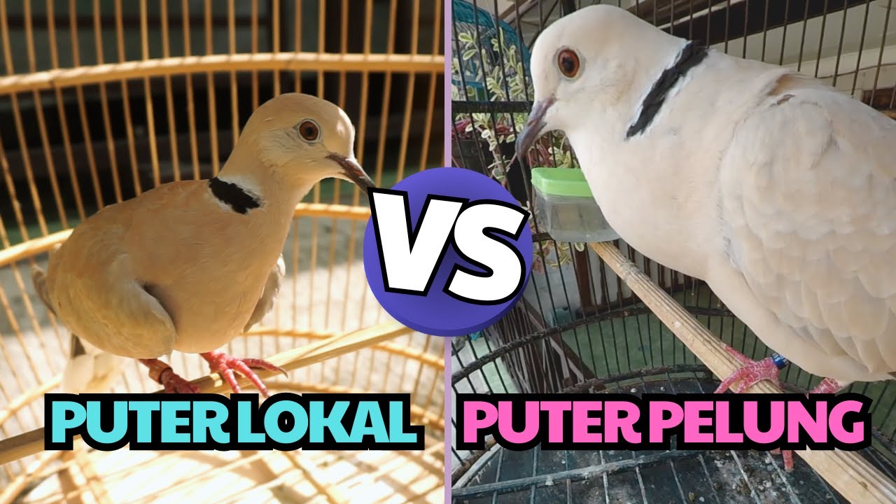 PUTER LOKAL VS PUTER PELUNG - YouTube