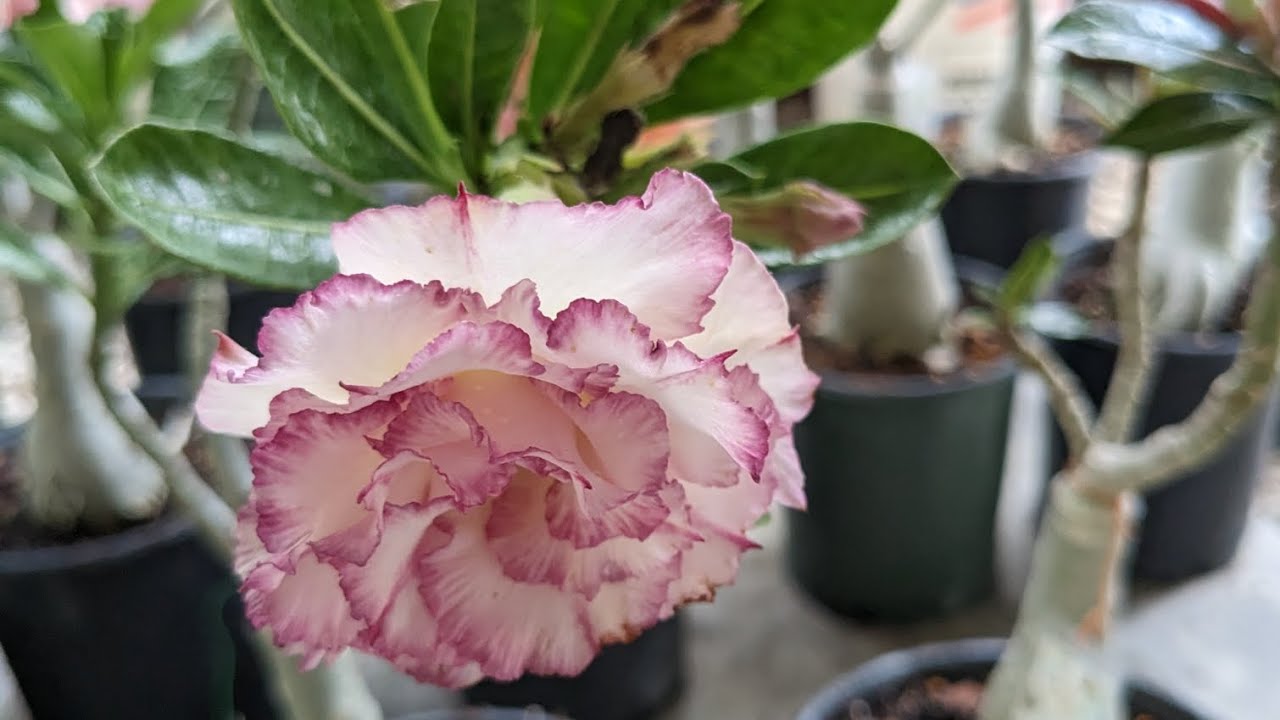 Desert Rose colors - YouTube