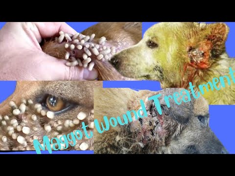 How to Treat a Maggot Wound | Maggot Wound Treatment#cattle# ...