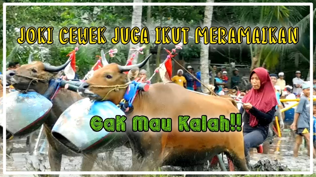 Malean Sampi || Karapan Sapi Lombok || Merce 1/8/21 - YouTube