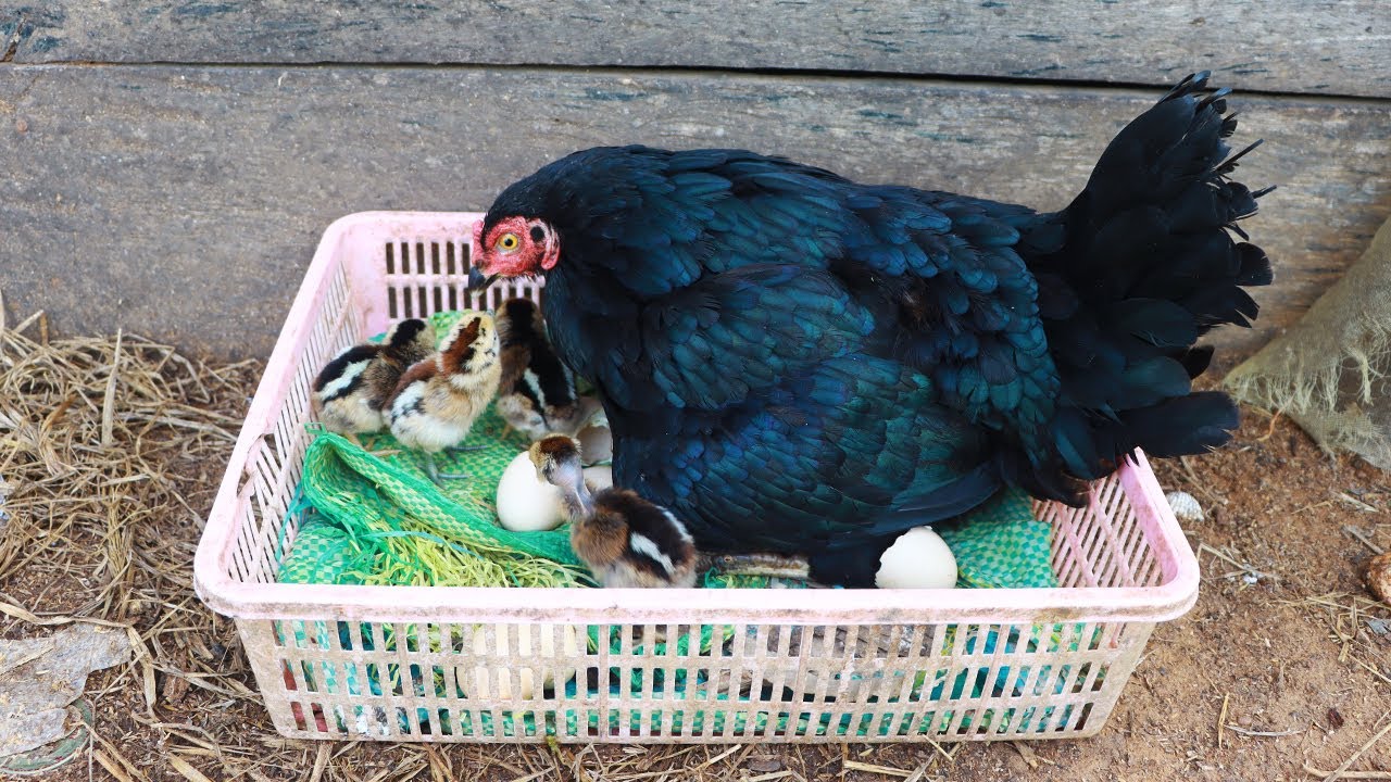 Chicken Mum And Newly Born Chicks - YouTube