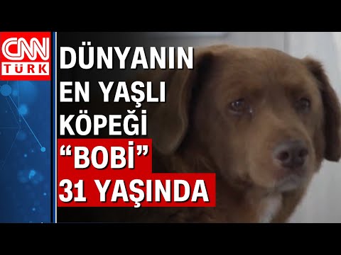 Dünyanın en yaşlı köpeği \