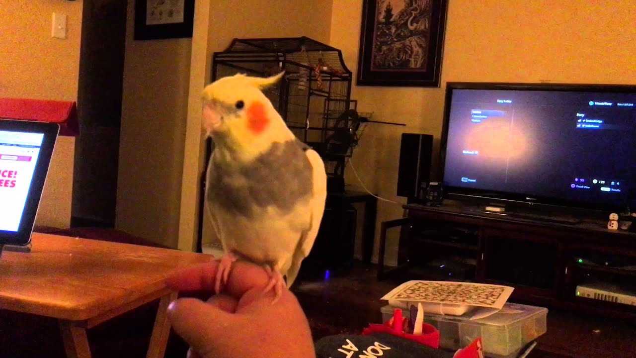 Beat Boxing Bird - YouTube