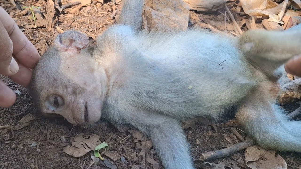 Baby-monkey has died because there was a rope around its neck. - YouTube