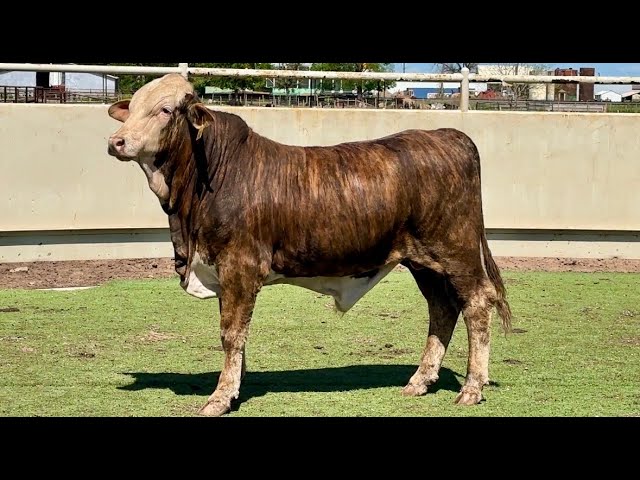 F1 Braford Cattle