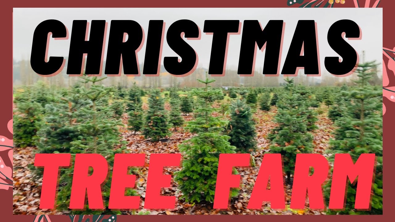 Magical Christmas Tree Farm Tour | የገና ዛፈ እርሻ ጉብኝት - YouTube