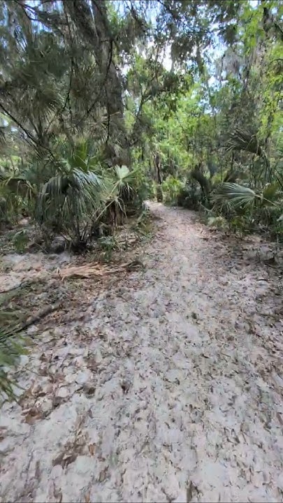 Sandy Trail, Stagnant Water & Wonderful Woods at Little Big Econ State Forest! Oviedo, Florida ...
