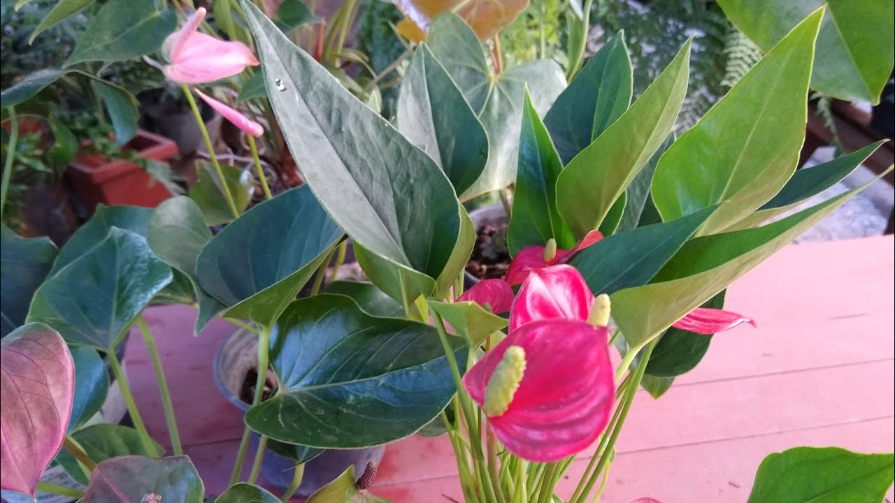 Mini Anturio Dicas De Cultivo!! - YouTube