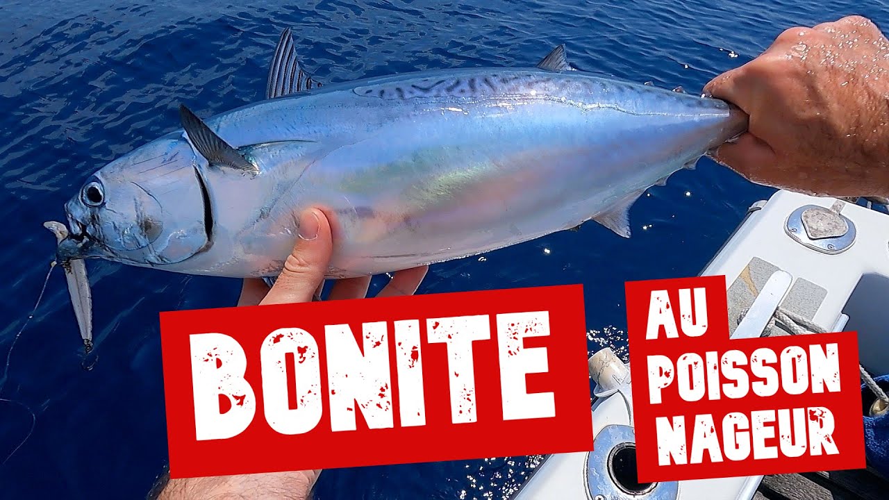 BONITE pêchée au poisson nageur 😍 J'ai été suivi par des DAUPHINS ...
