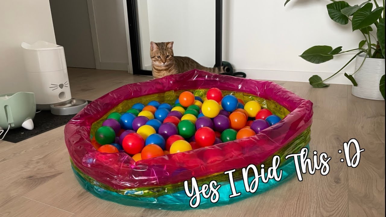 DIY ball pit: Surprise For Cute Cat! - YouTube