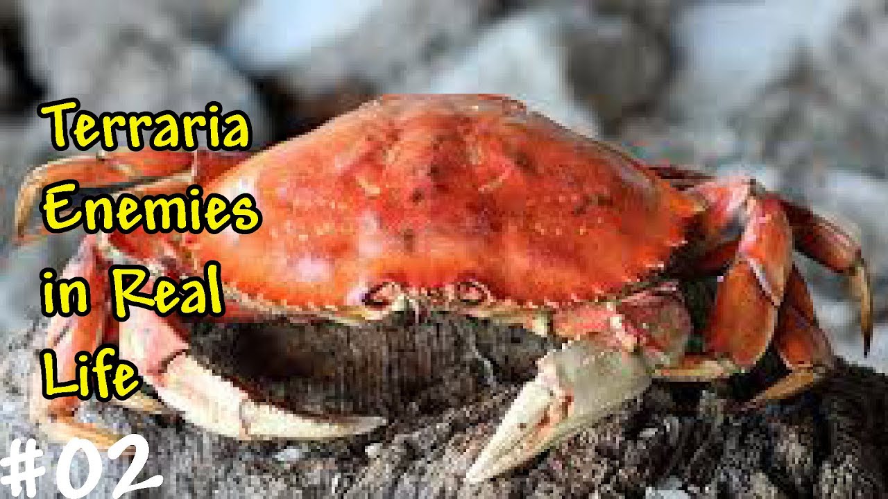 Terraria - Enemies in Real Life (Part 2) - YouTube
