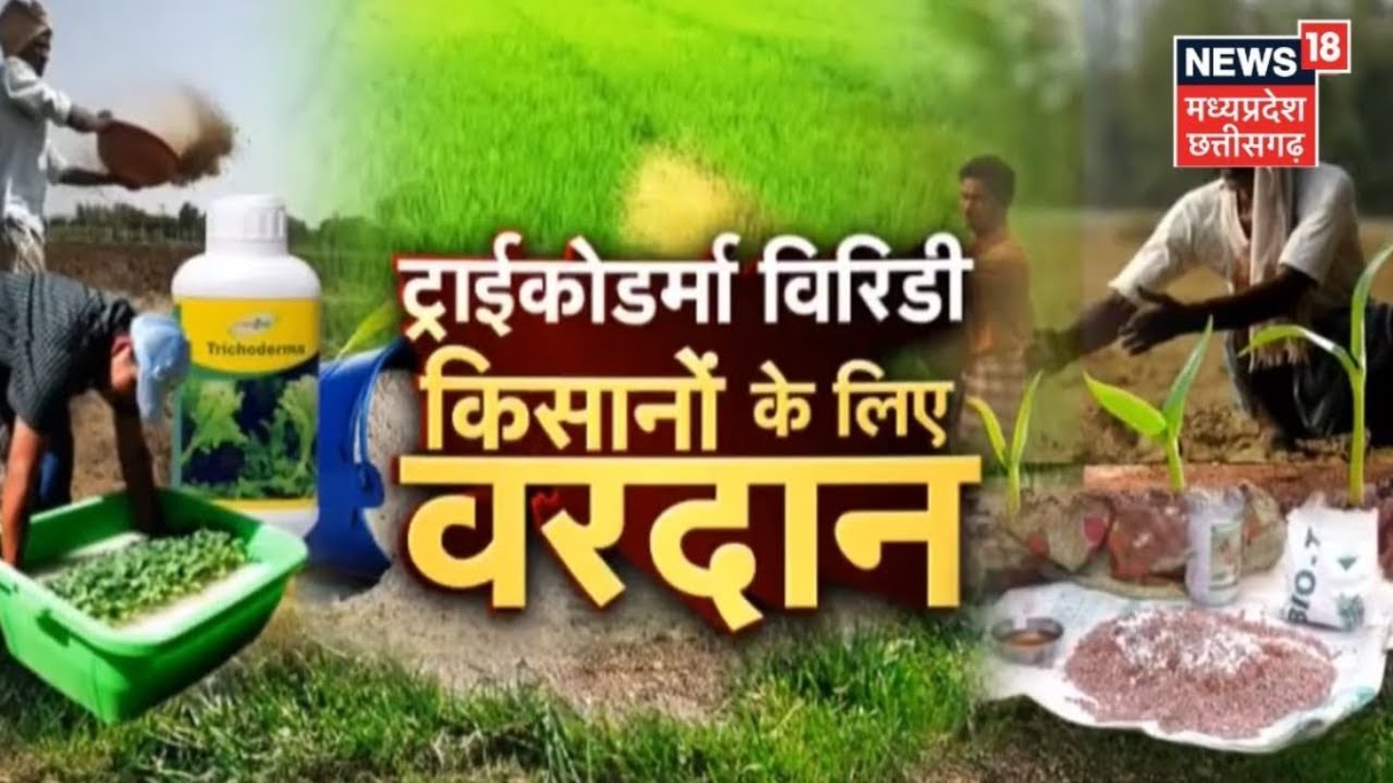 Annadata | Trichogramma Card द्वारा प्राकृतिक रूप से होता है कीट ...