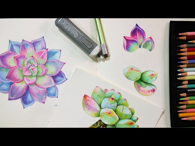 Succulent Drawing Realistic
