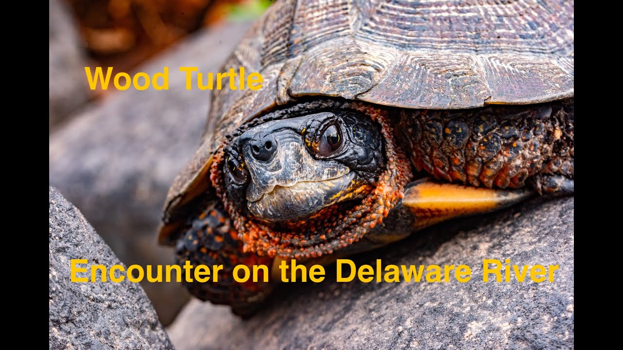 Wood Turtle Encounter on the Delaware River - YouTube