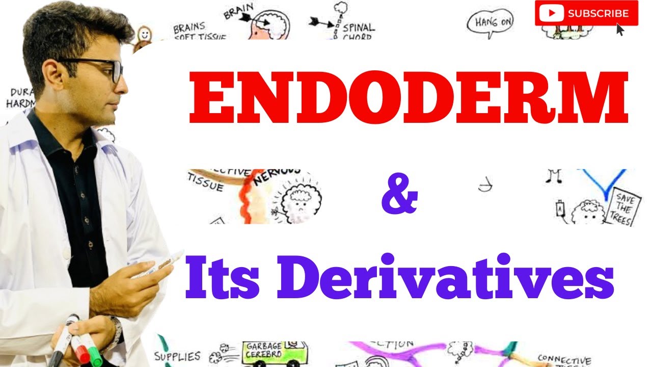 Embryology | Endoderm - YouTube