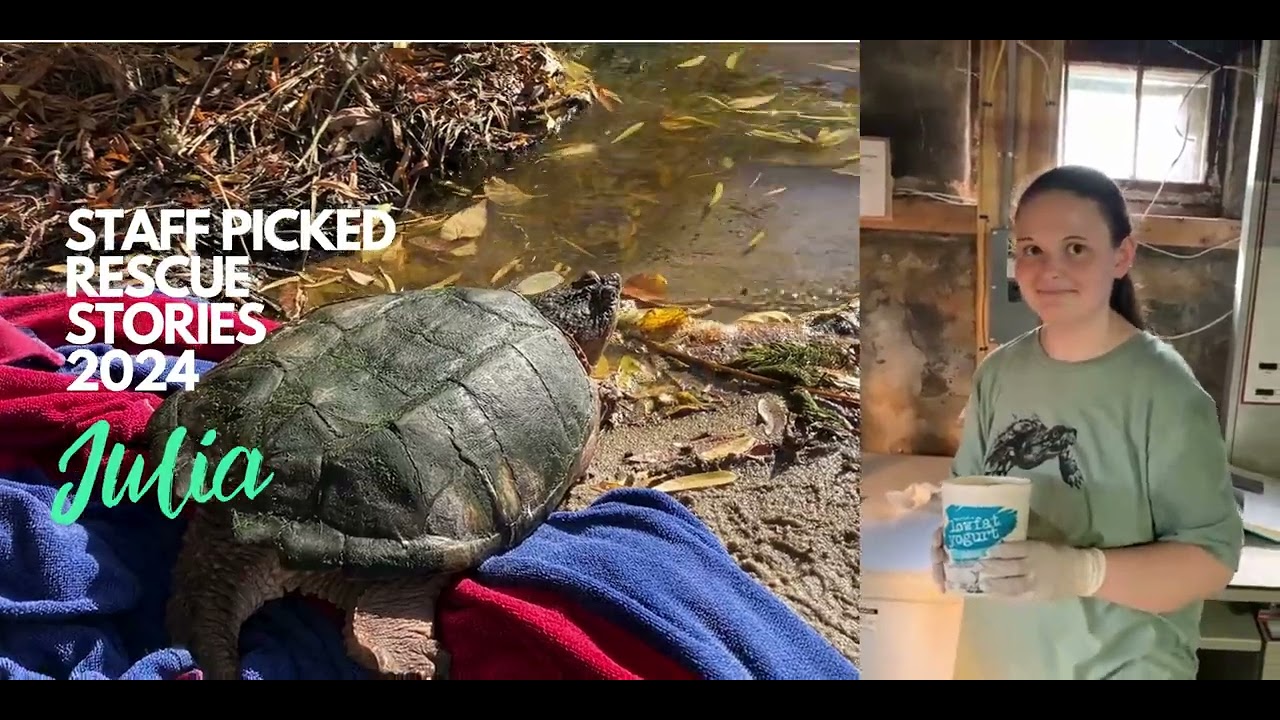 The Care and Release of a Snapping Turtle Named Julia - YouTube