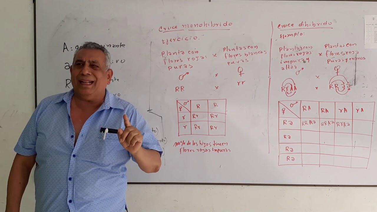 Cruce Monohibrido Grado 9 A y B - YouTube